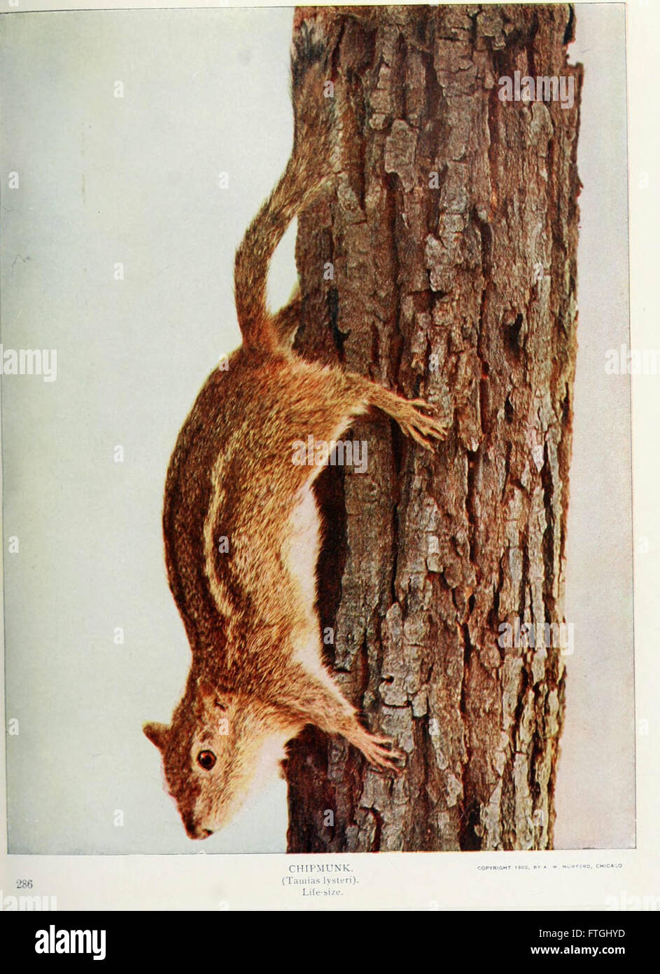 This plate illustrates the close relationships between different ...