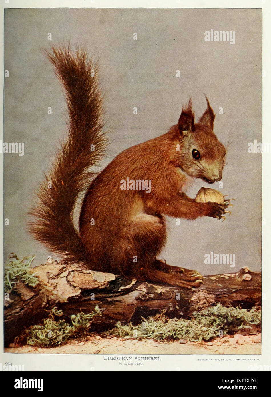 'Nature Neighbors' presents a plate illustrating various wildlife ...