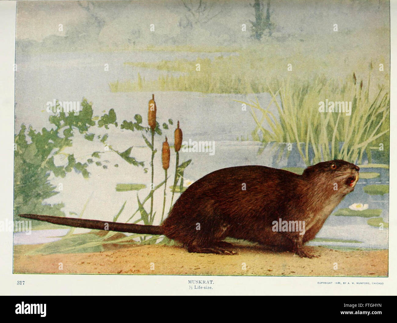 Coexisting species hi-res stock photography and images - Alamy