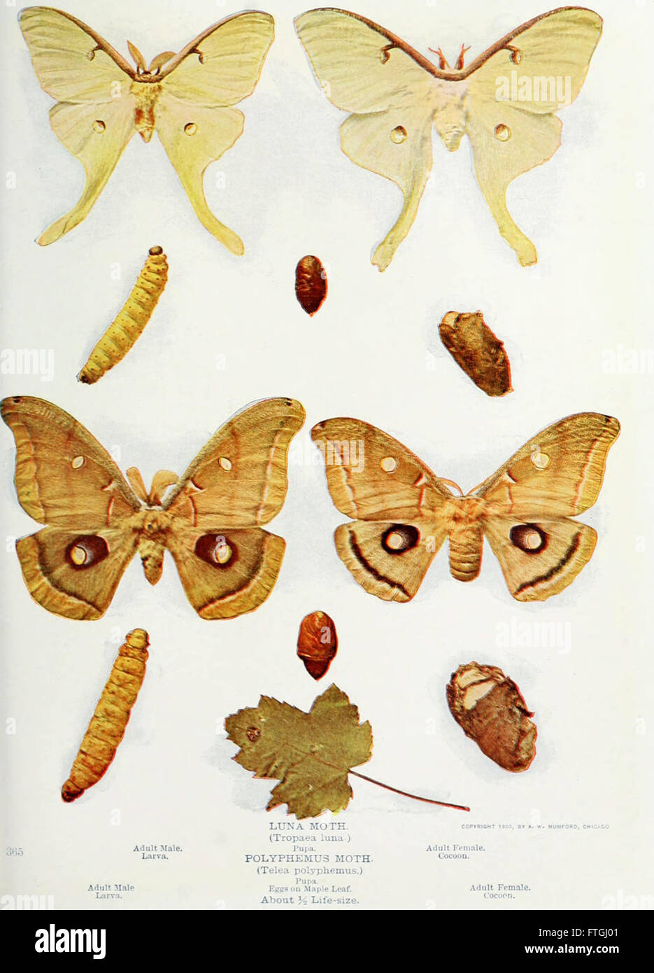 'Nature Neighbors' (Plate 365) presents a detailed illustration of ...