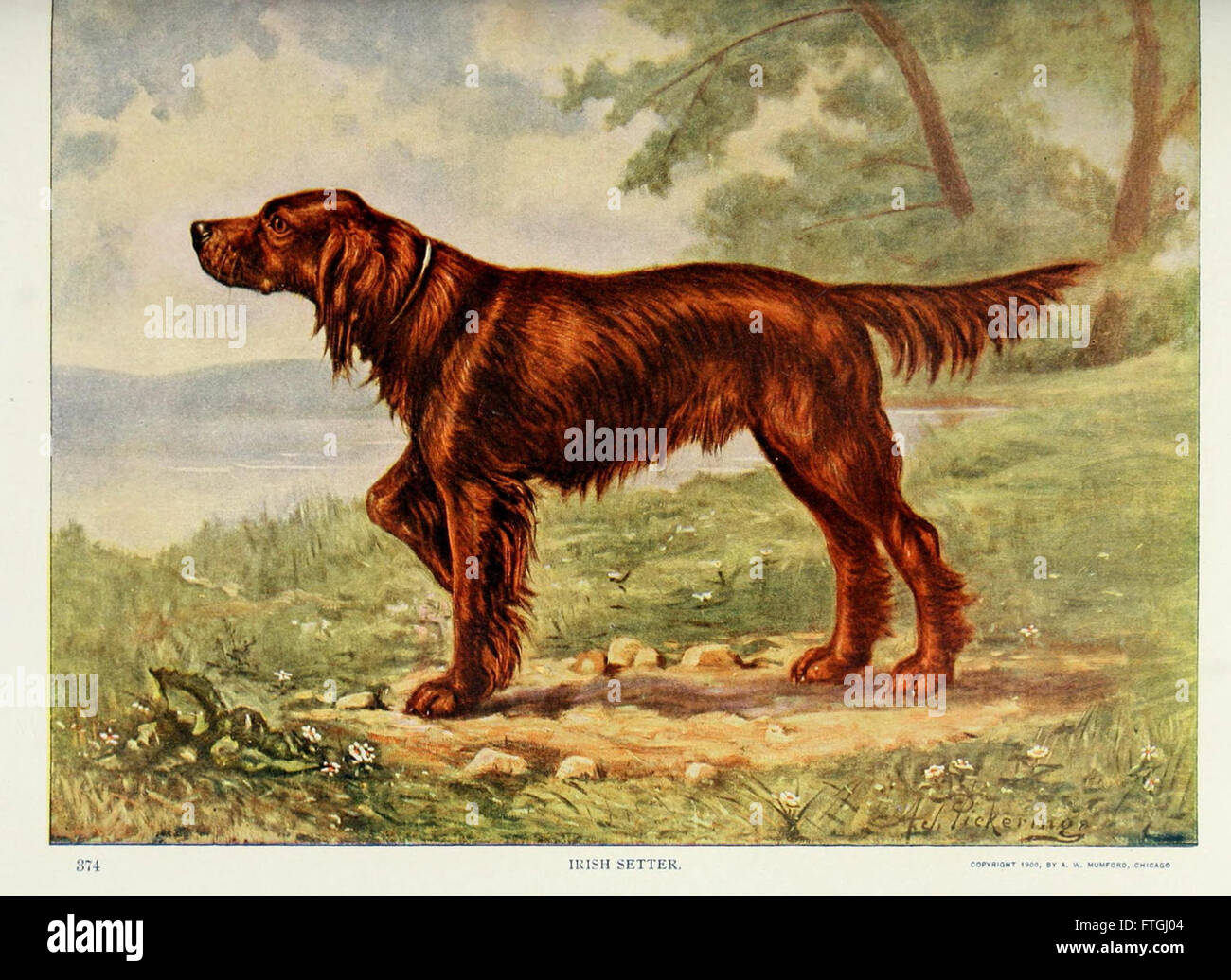 An illustration of various neighboring species in nature, highlighting ...