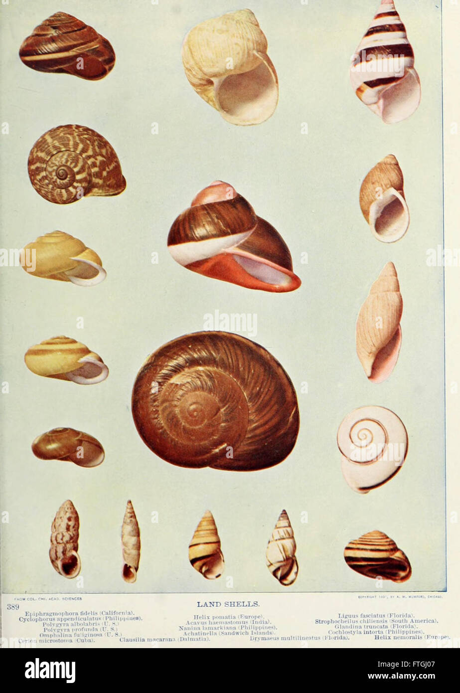 A plate from the 'Nature Neighbors' series, depicting the relationships ...