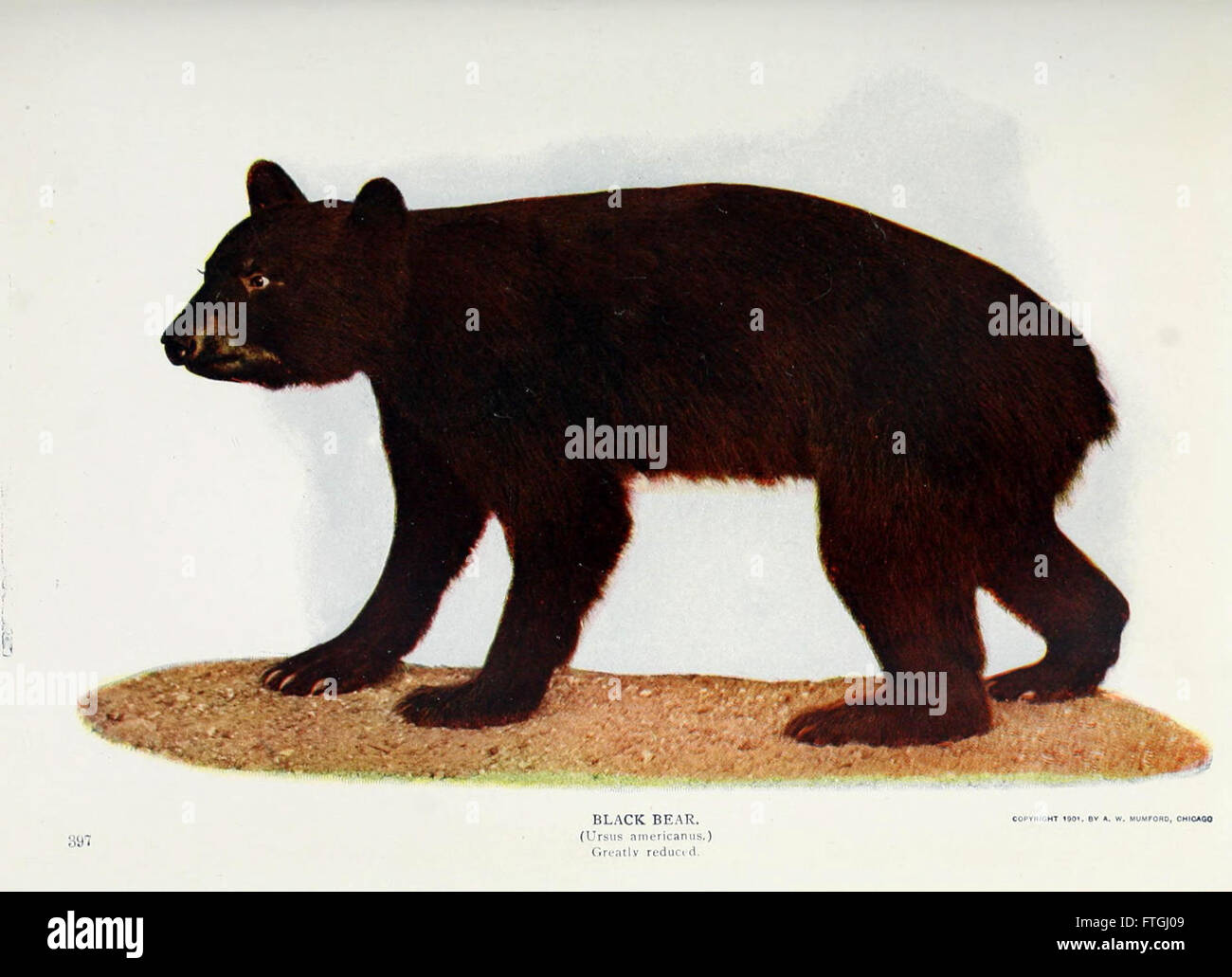 This plate features illustrations of various plants and animals that ...