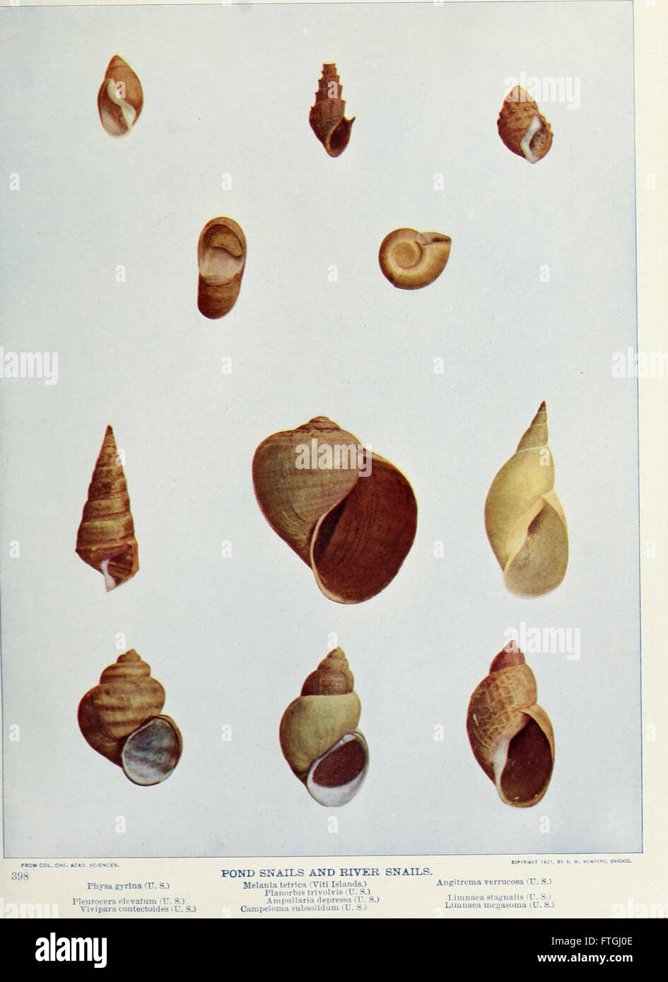 A natural history illustration showing various species of plants and ...