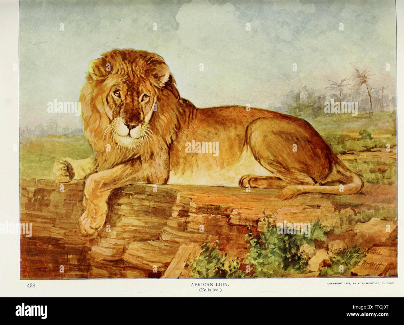 Various animals together hi-res stock photography and images - Alamy