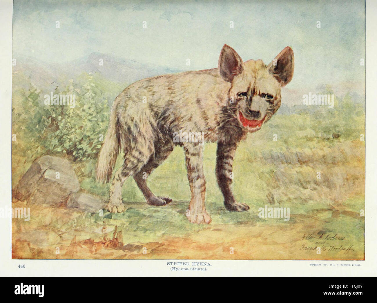 Inter species interaction hi-res stock photography and images - Alamy
