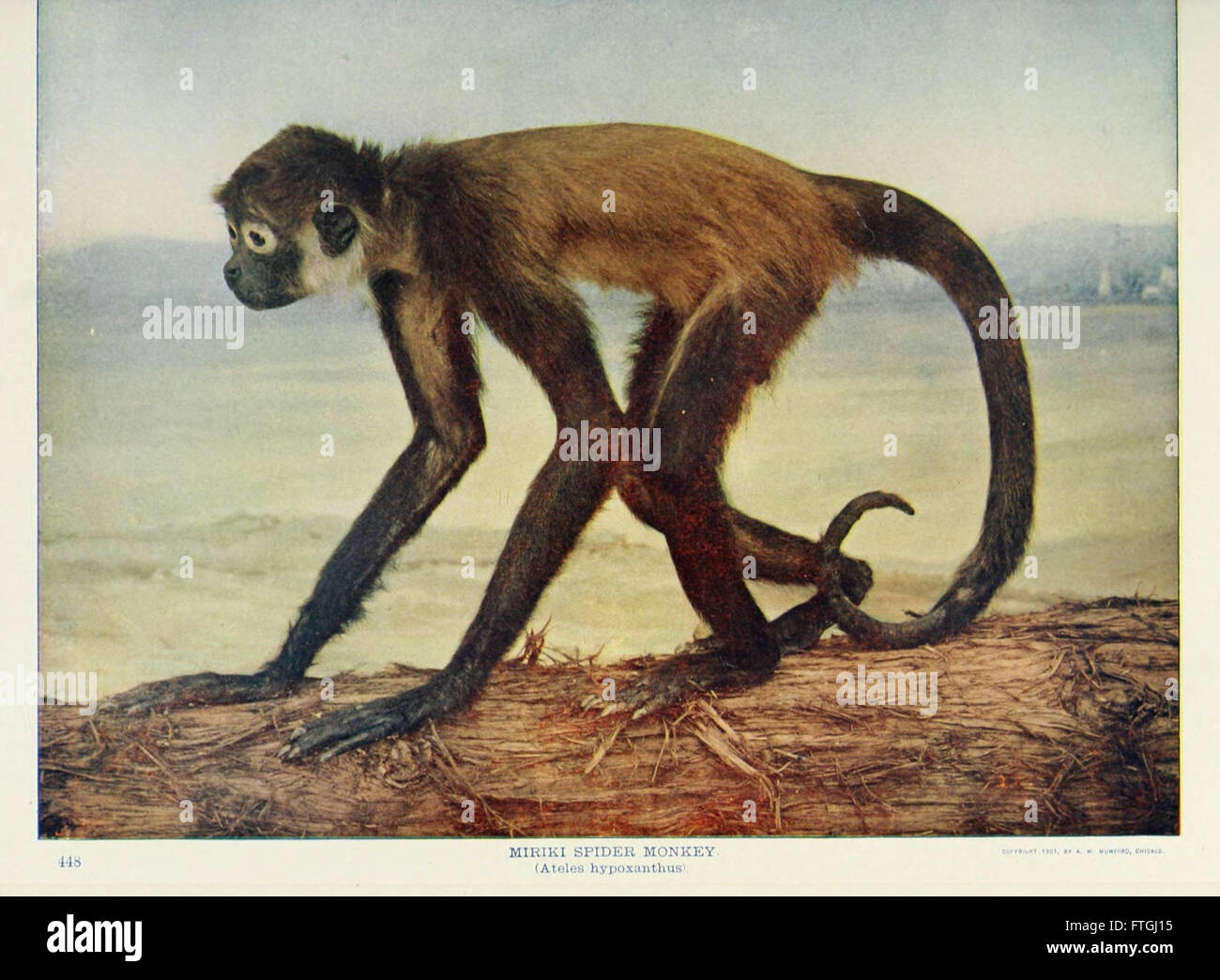 Fauna coexisting hi-res stock photography and images - Alamy