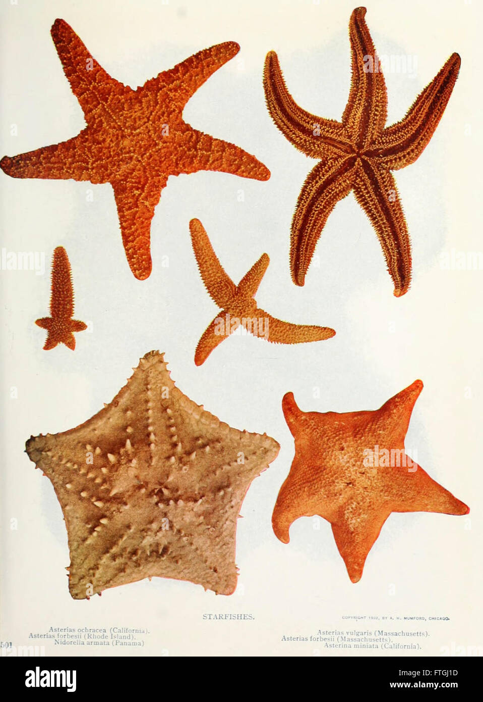 A visual depiction of ecological relationships between species in ...