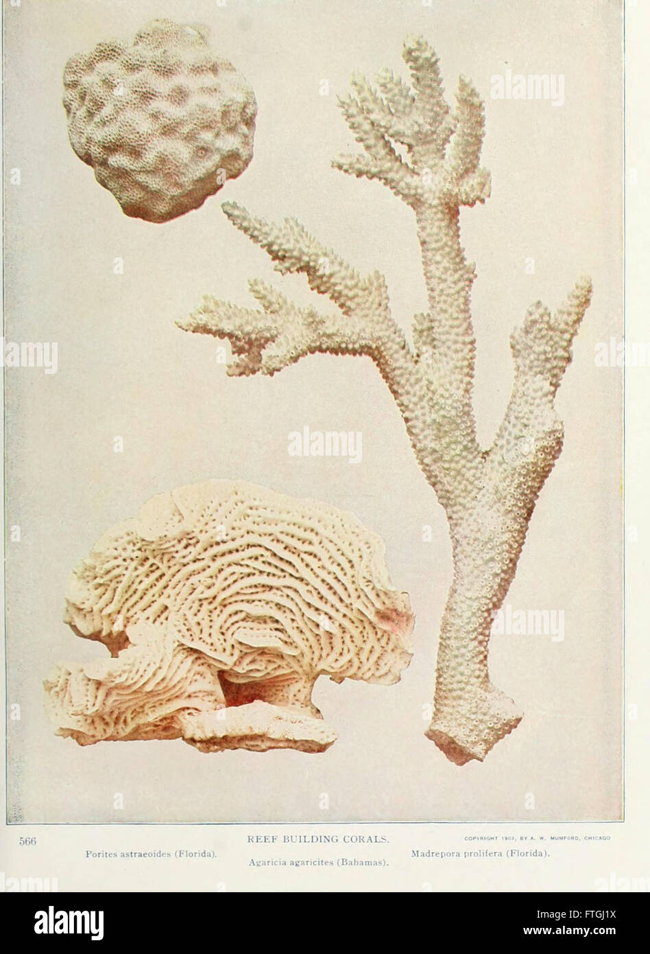 This image, titled 'Nature Neighbors,' features a close-up depiction of ...