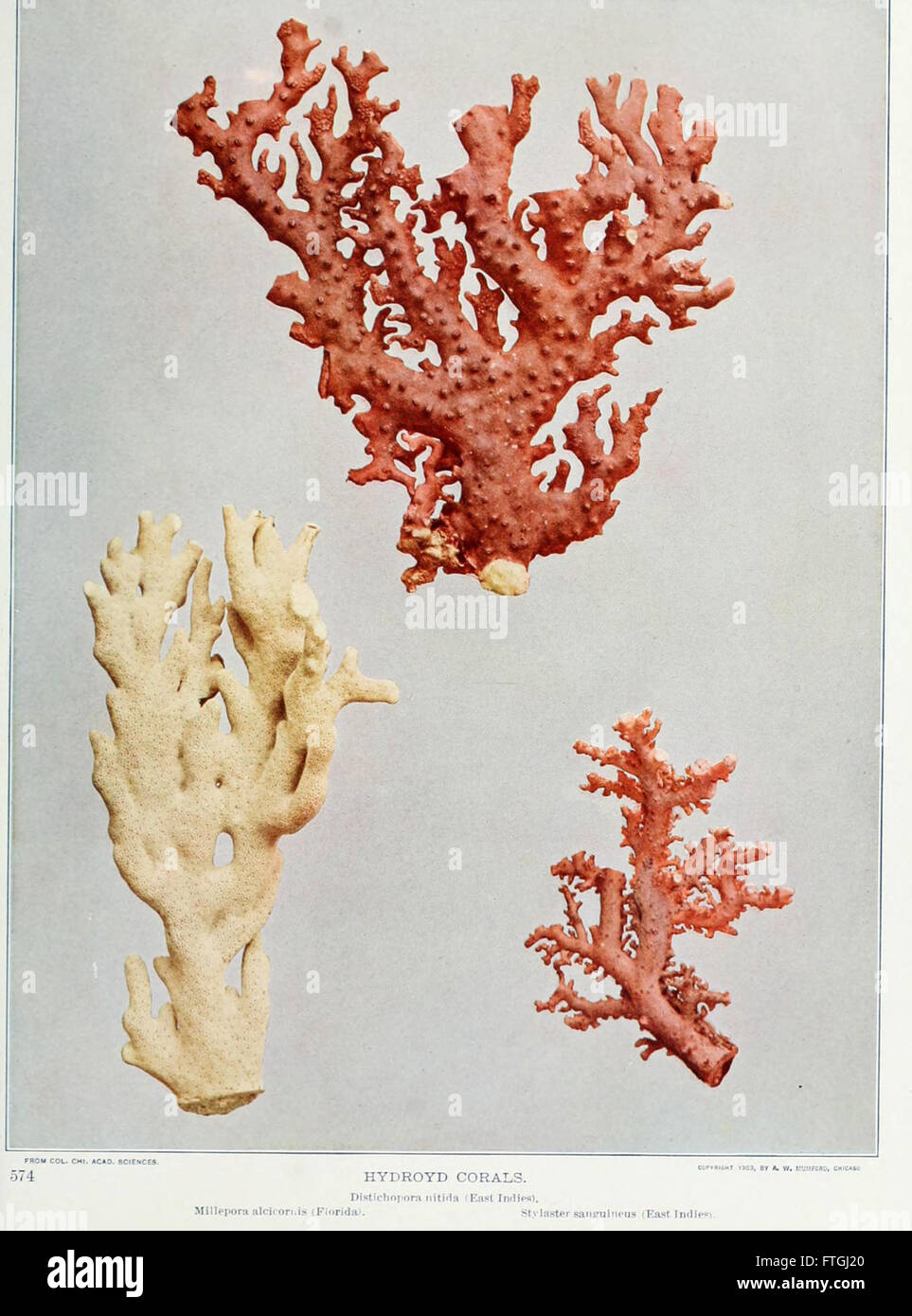 Plate 574 from *Nature Neighbors* illustrates various flora and fauna ...