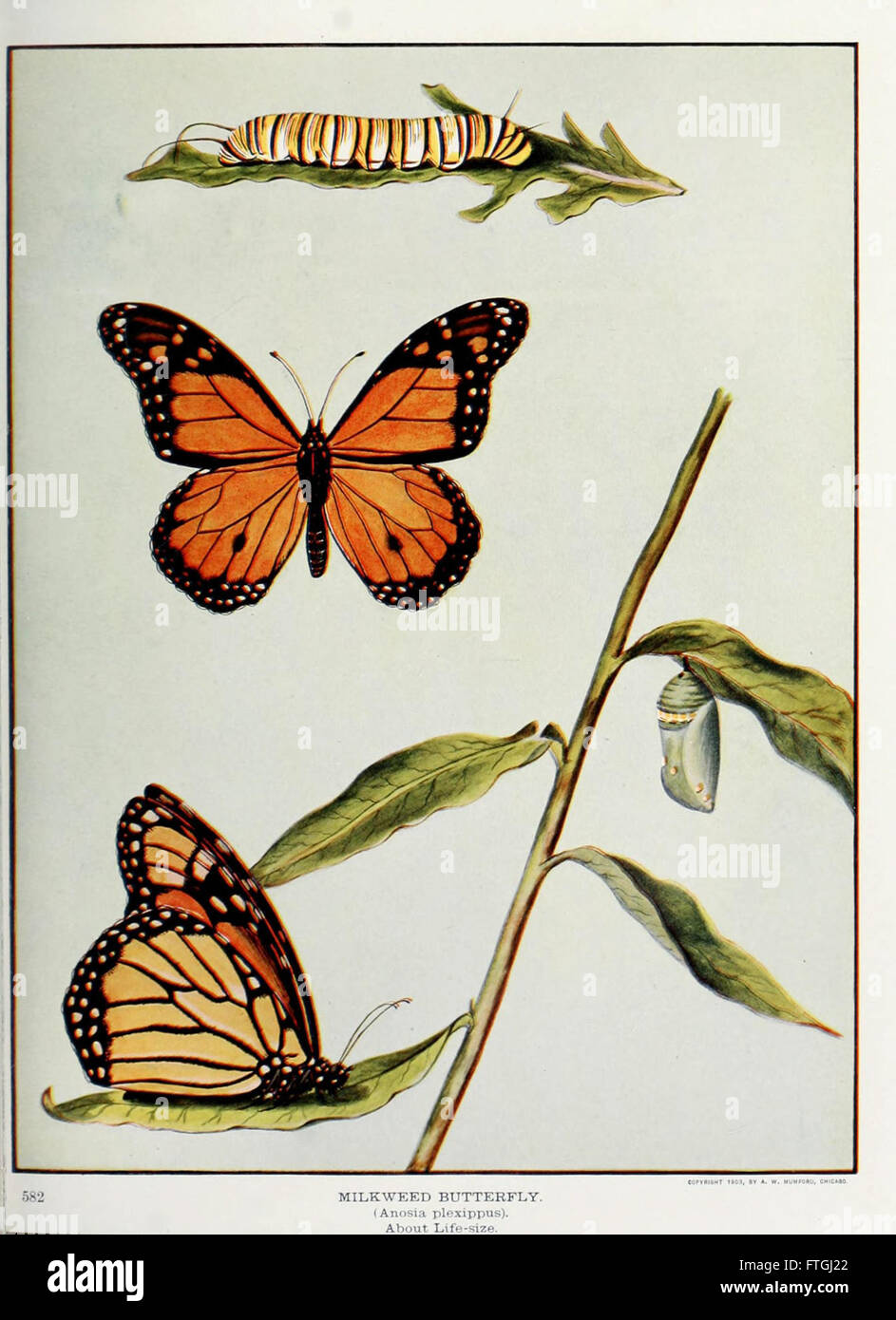 'Nature Neighbors' features a detailed illustration of plant and animal ...