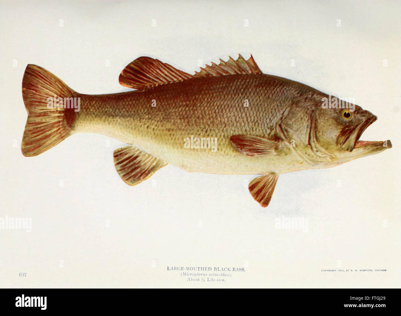 Plate 607 from 'Nature Neighbors' features an illustration of various ...