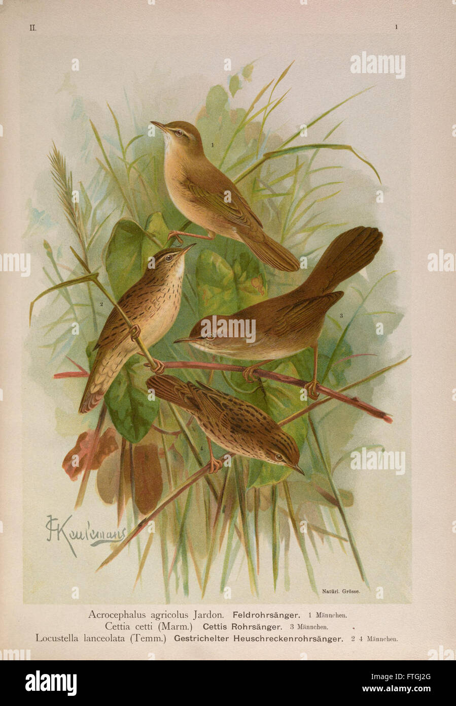 An entry on the work of Naumann, possibly referring to a scientific or ...