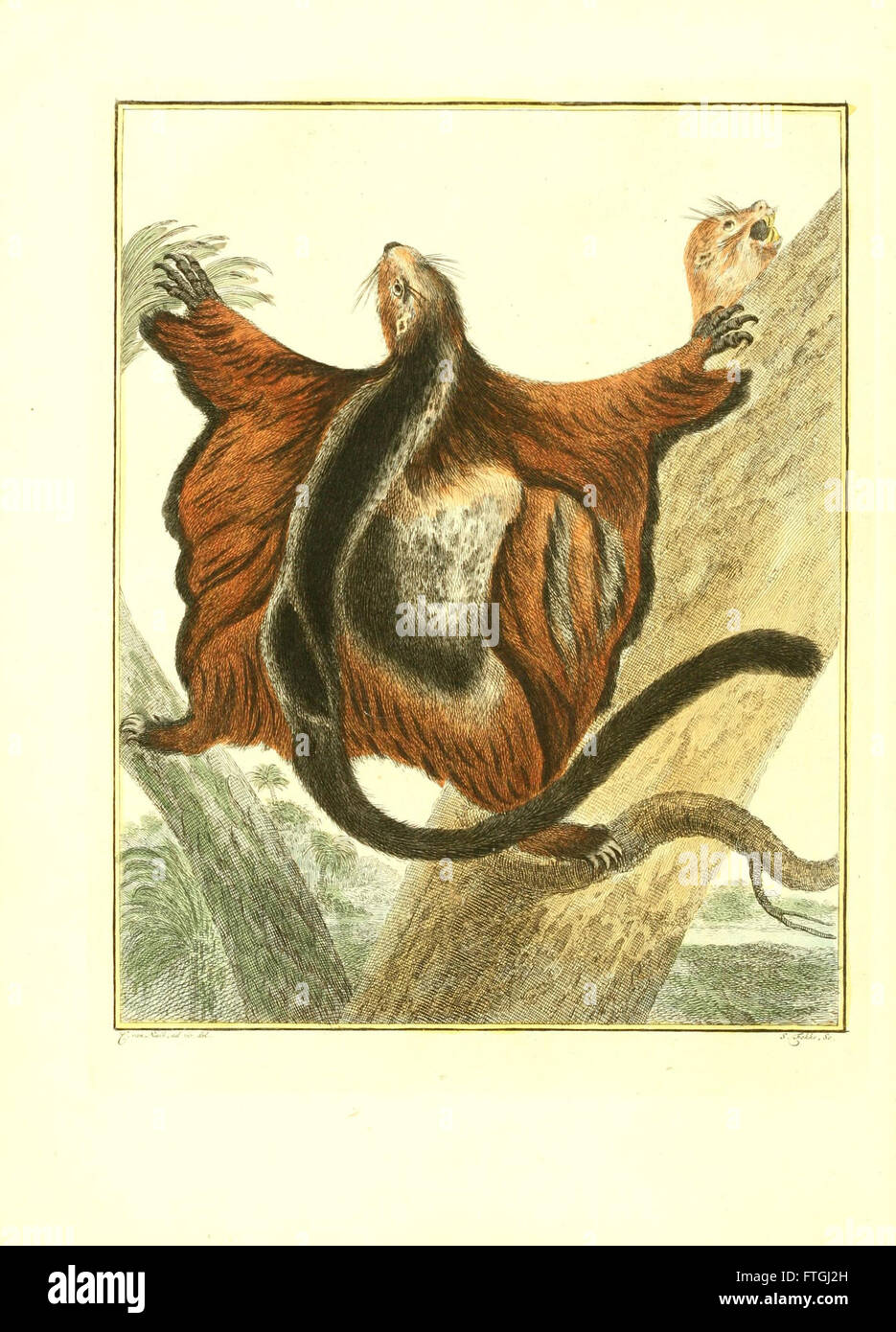 This work provides a detailed natural description of rare animal ...