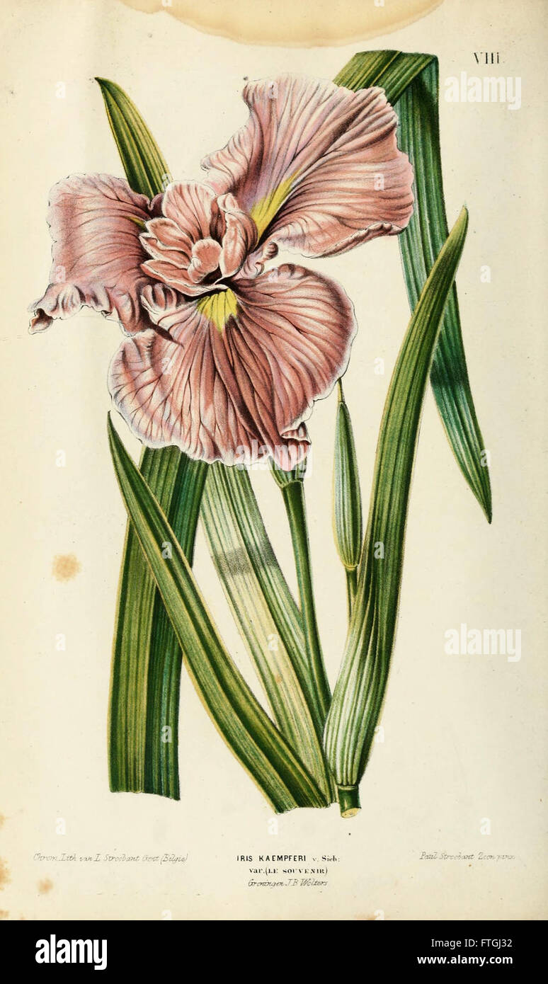 This plate from Neerland’s Plantentuin depicts various plants from the ...