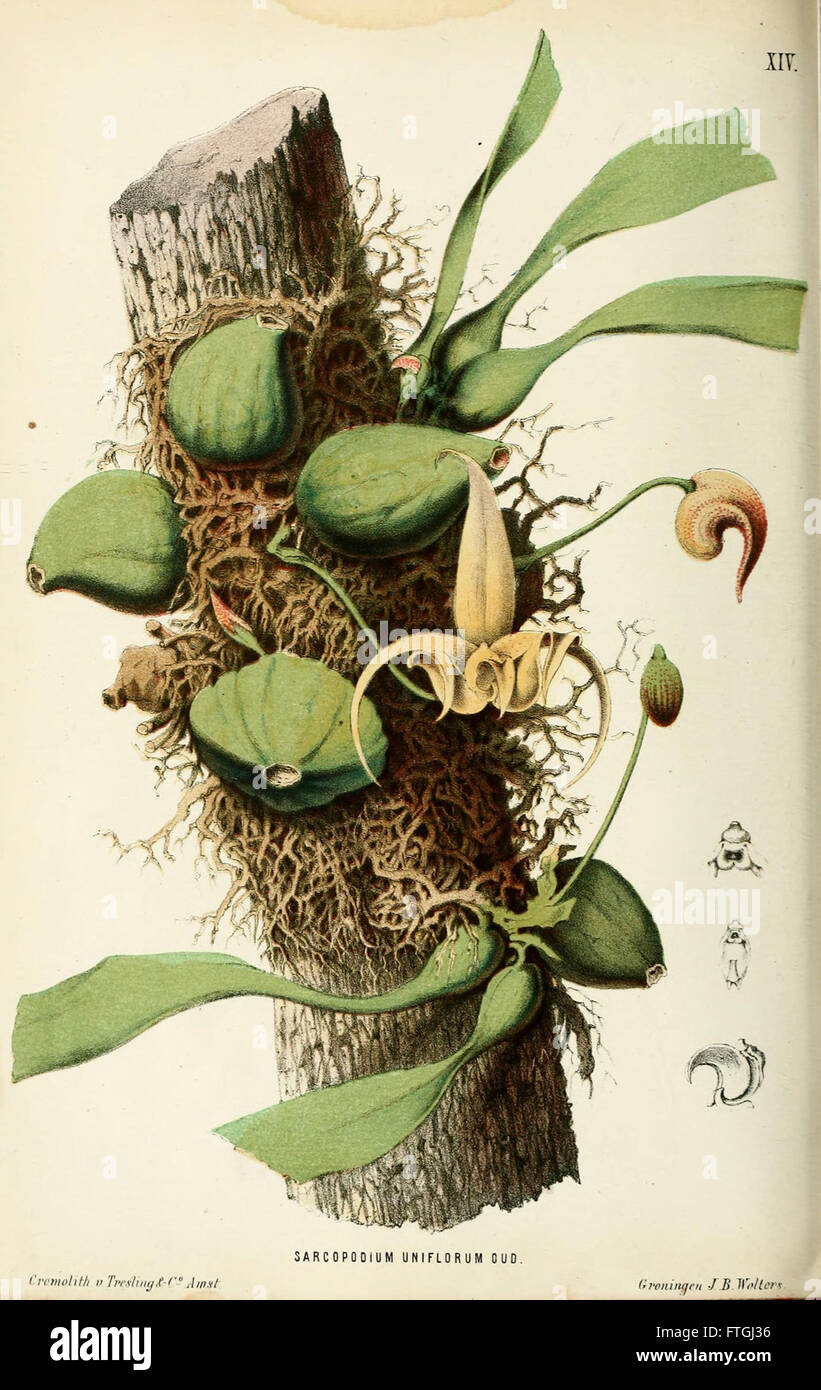 This plate, 'Neerland's Plantentuin,' showcases illustrations of ...