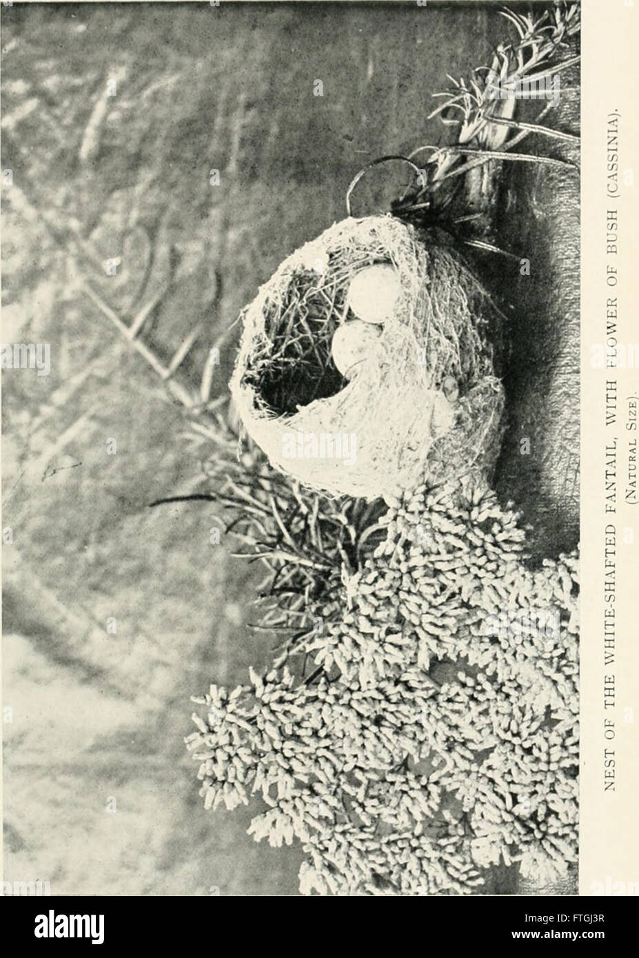 Nests and eggs of Australian birds, including the geographical ...