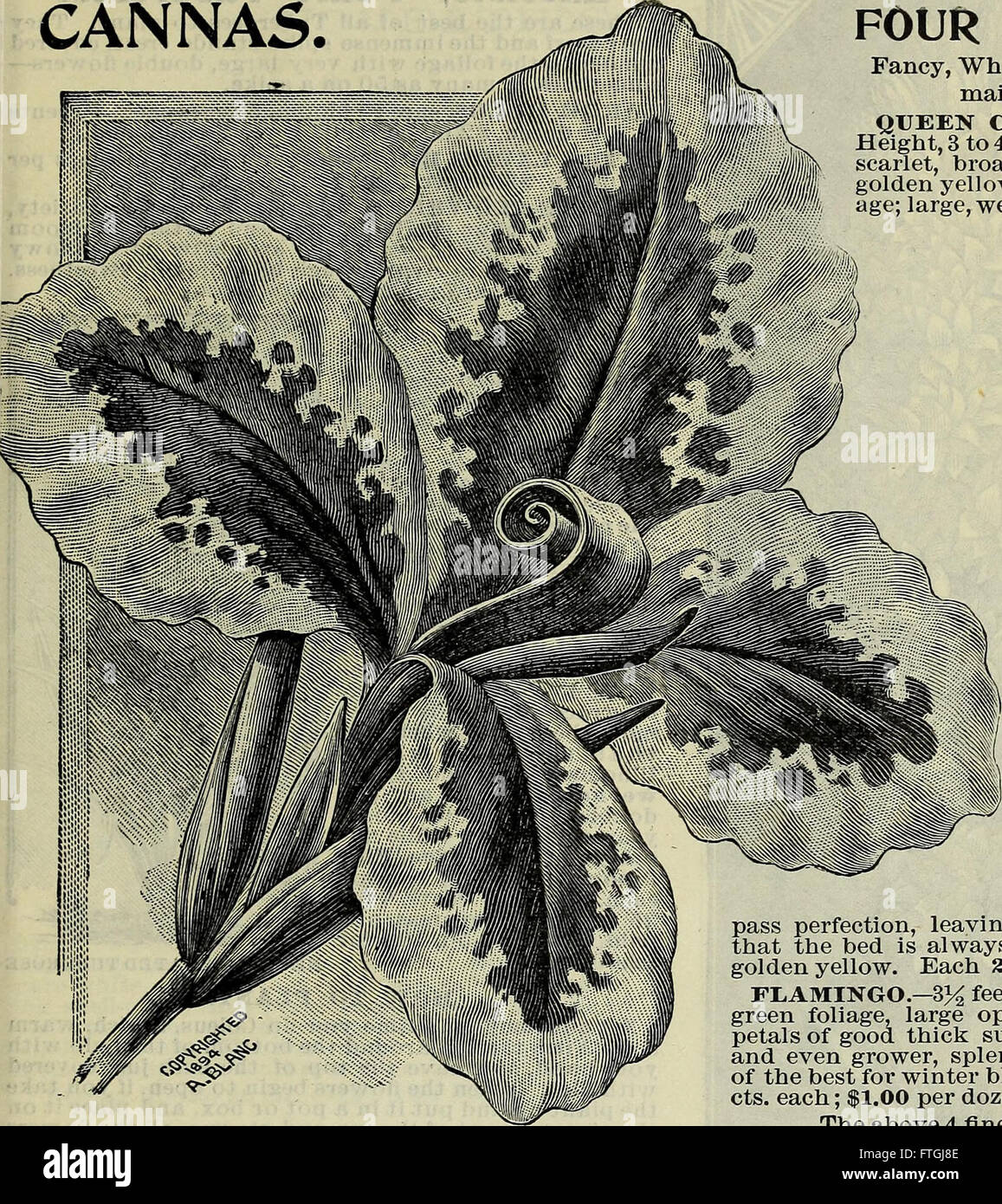 A 1900 botanical catalog listing new and rare plants, bulbs, and fruits ...