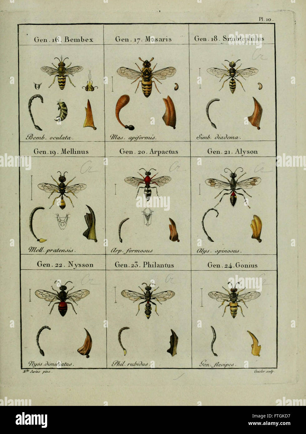 A method for classifying Hymenoptera and Diptera species, focusing on ...