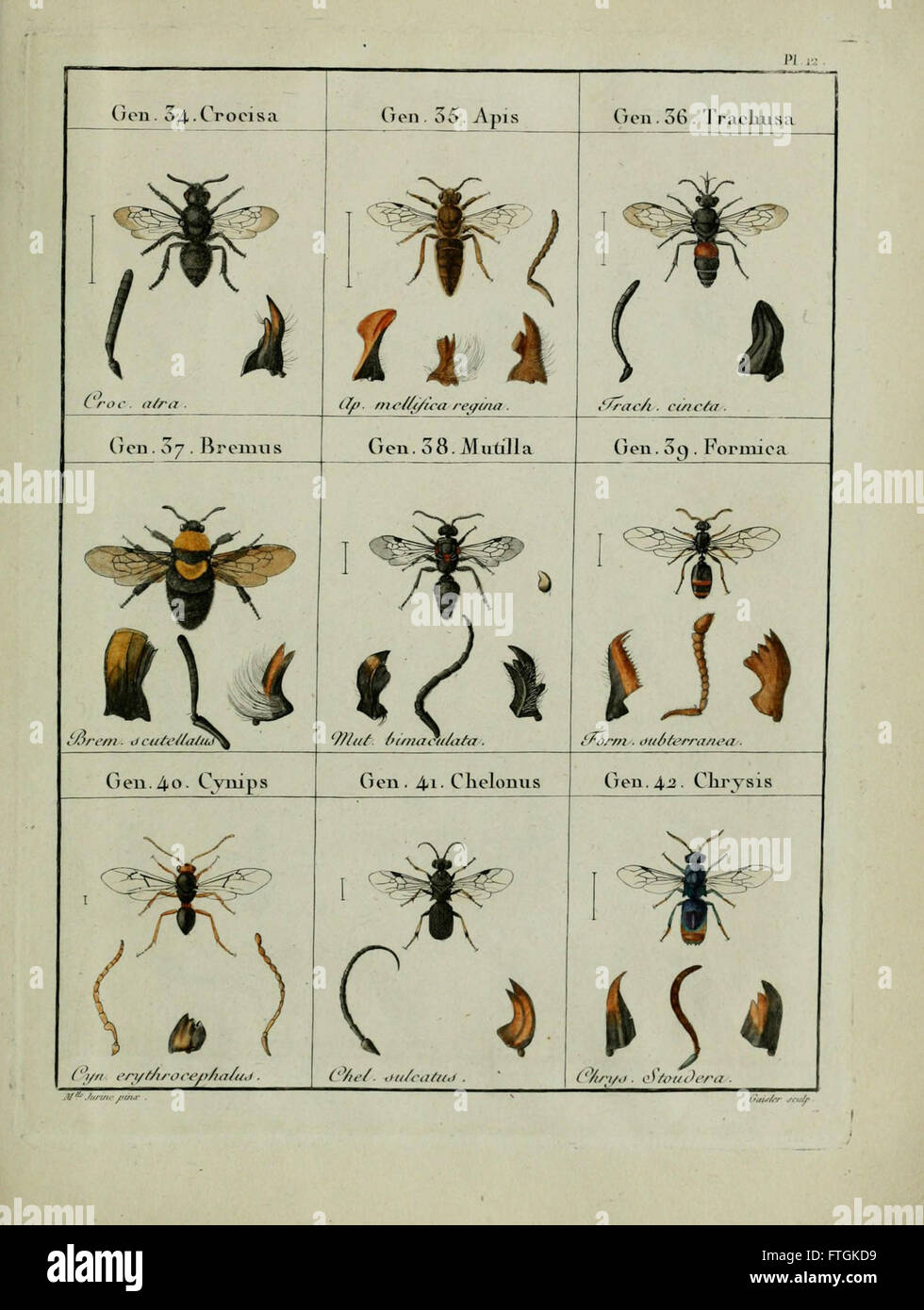 This publication outlines a new method for classifying hymenoptera and diptera, two major orders ...