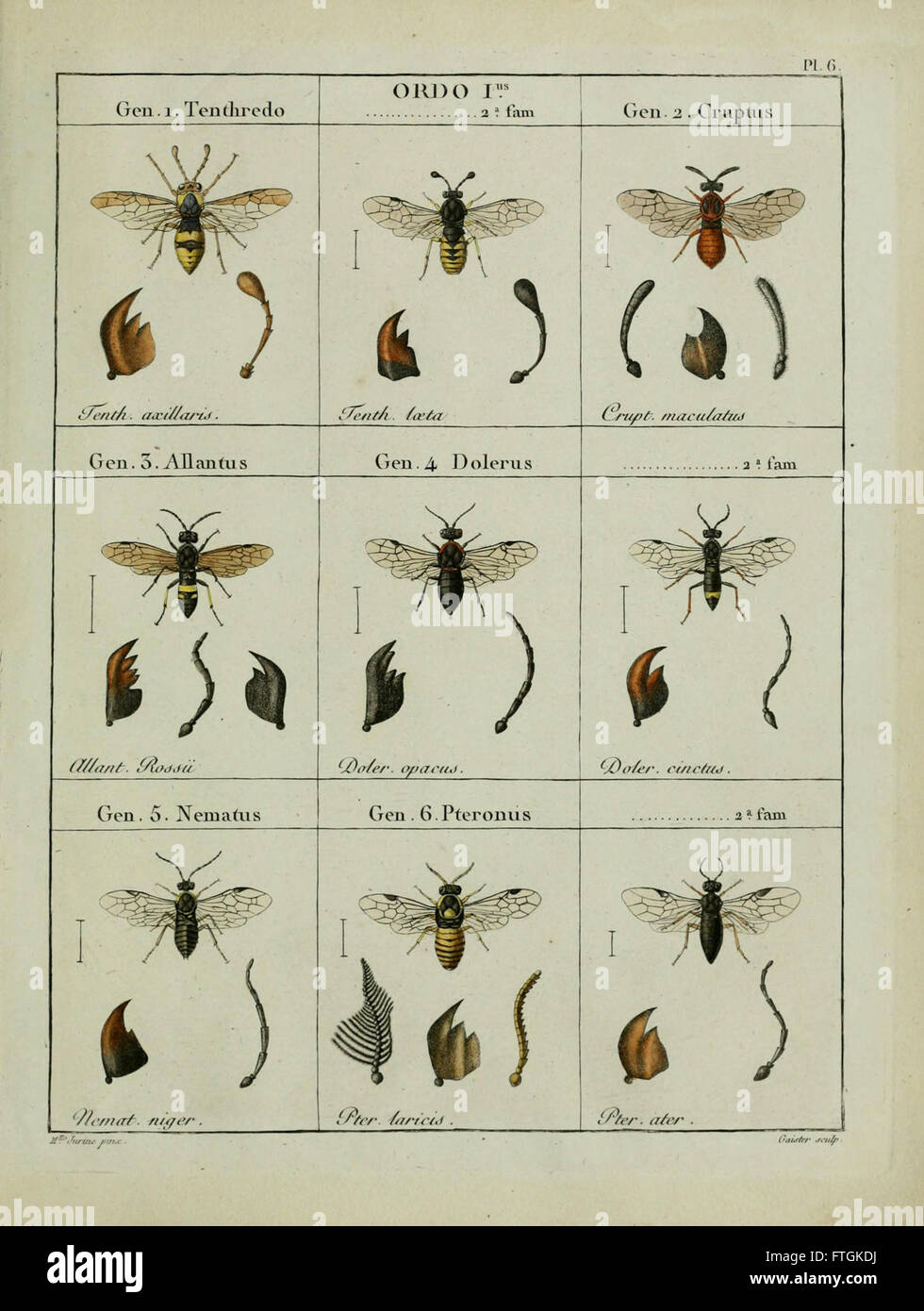 This 19th-century French work introduces a new classification method ...