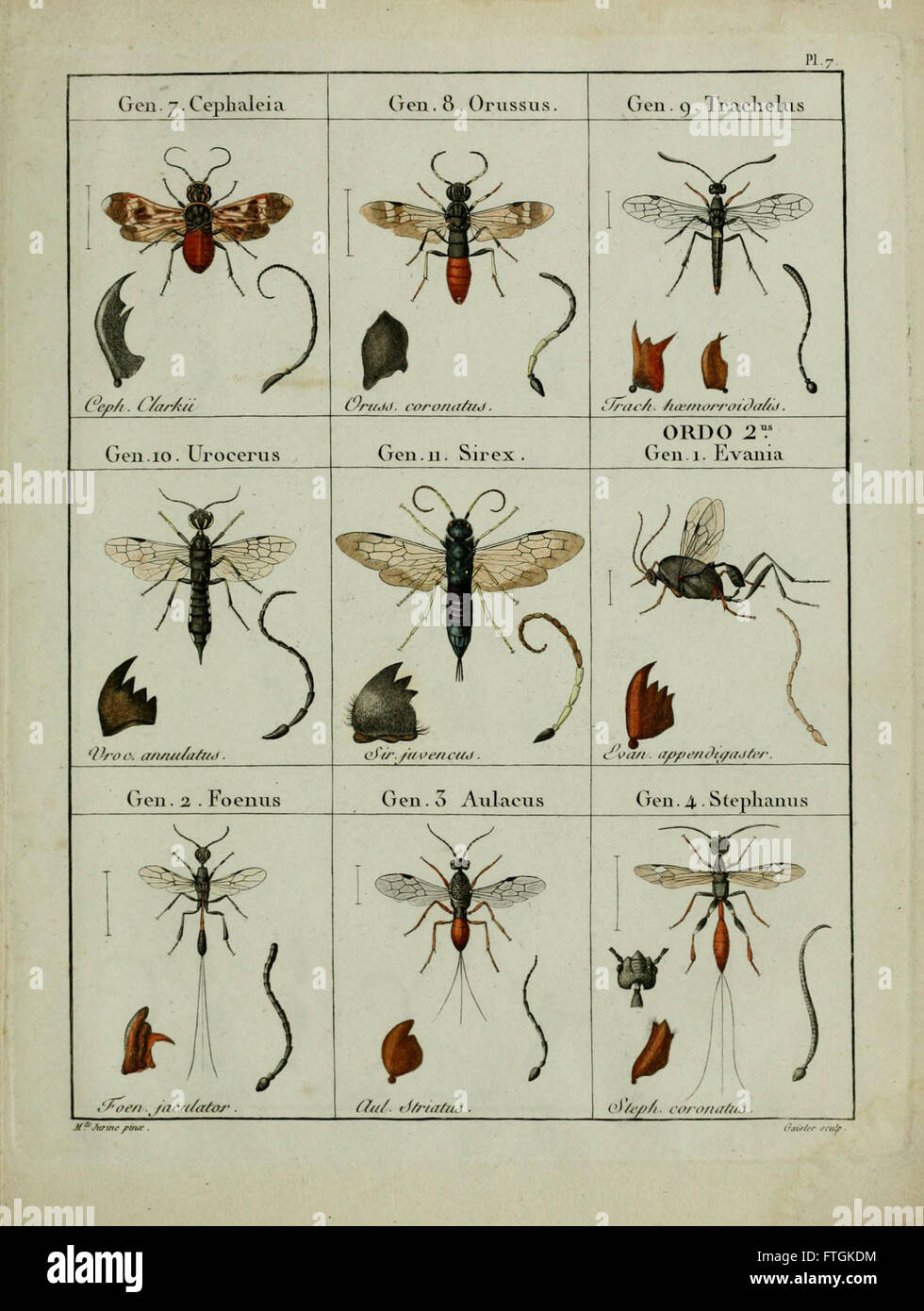 A 1903 work detailing a new method for classifying hymenoptera and ...