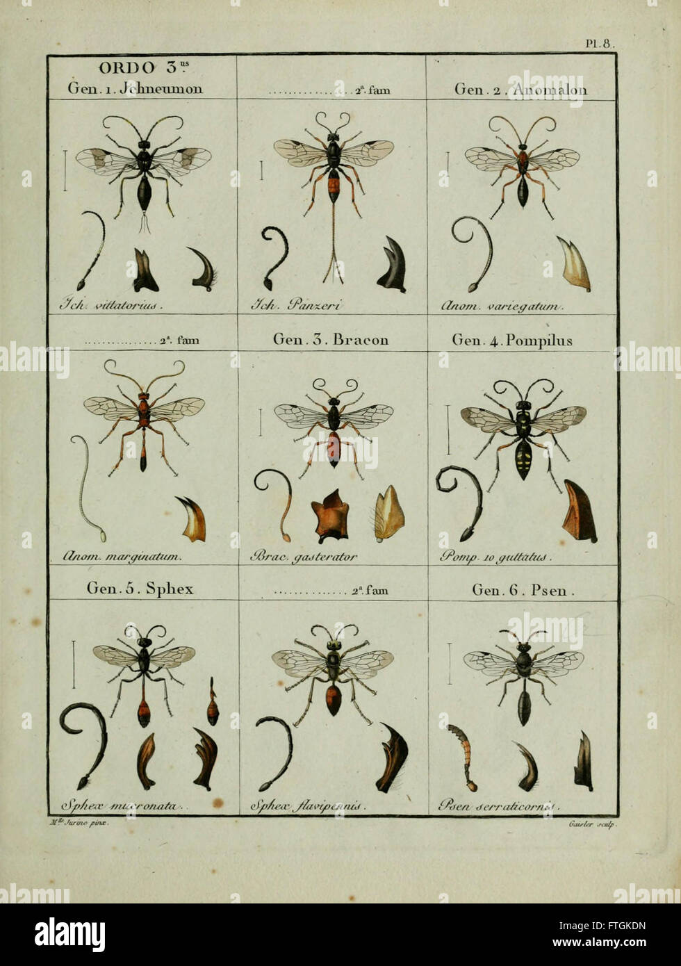 A new method for classifying hymenoptera and diptera, illustrated with ...