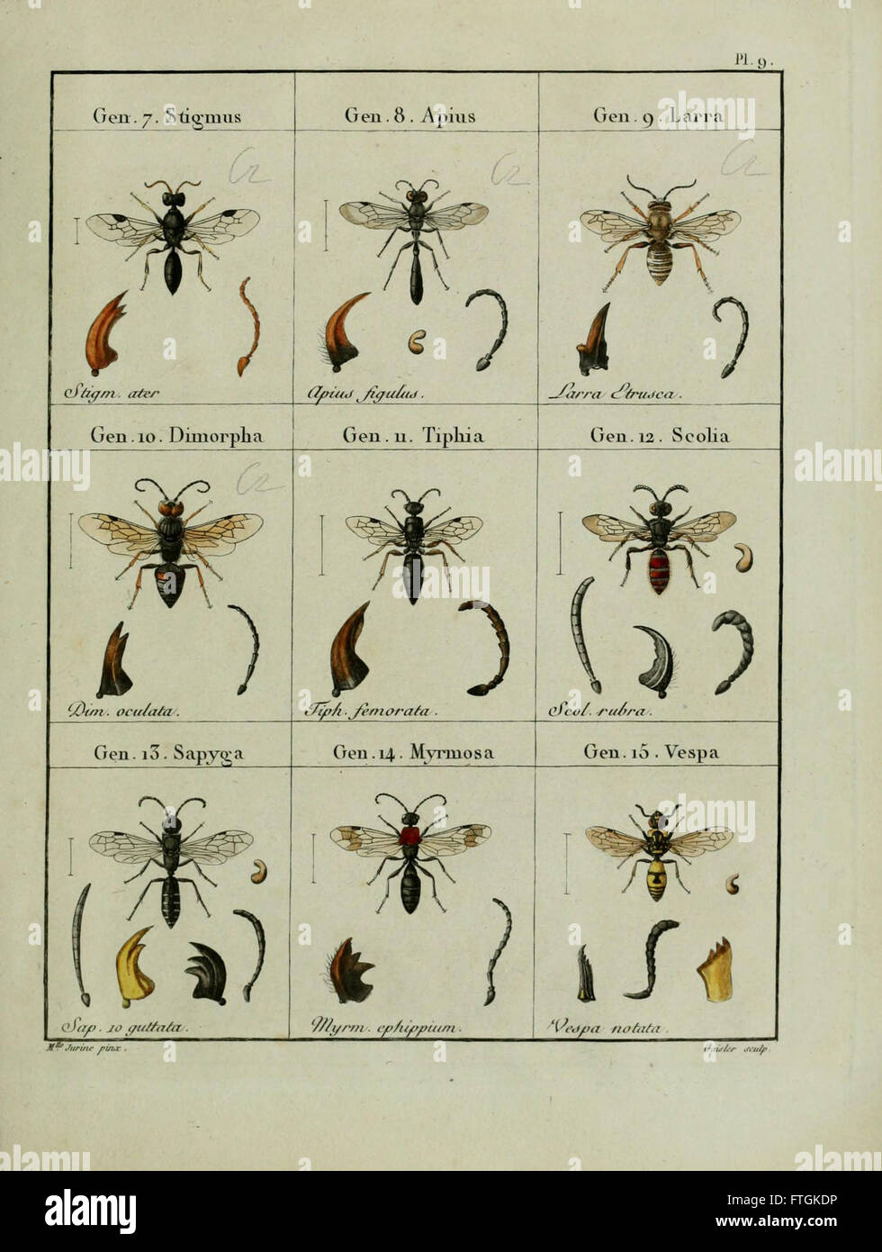 A scientific method for classifying hymenoptera and diptera, as ...