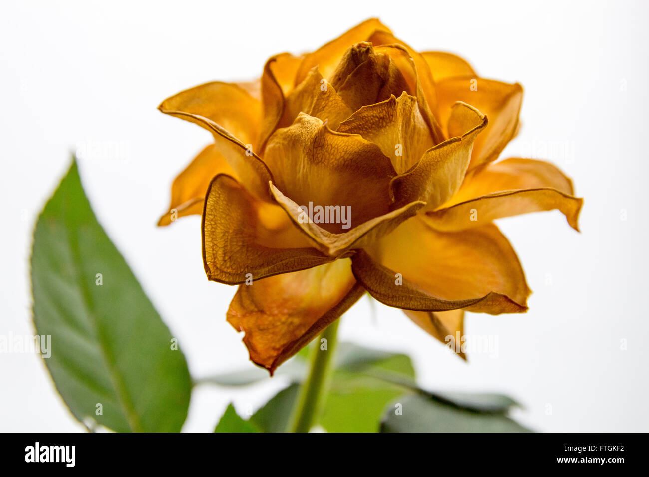 Dying rose hi-res stock photography and images - Alamy