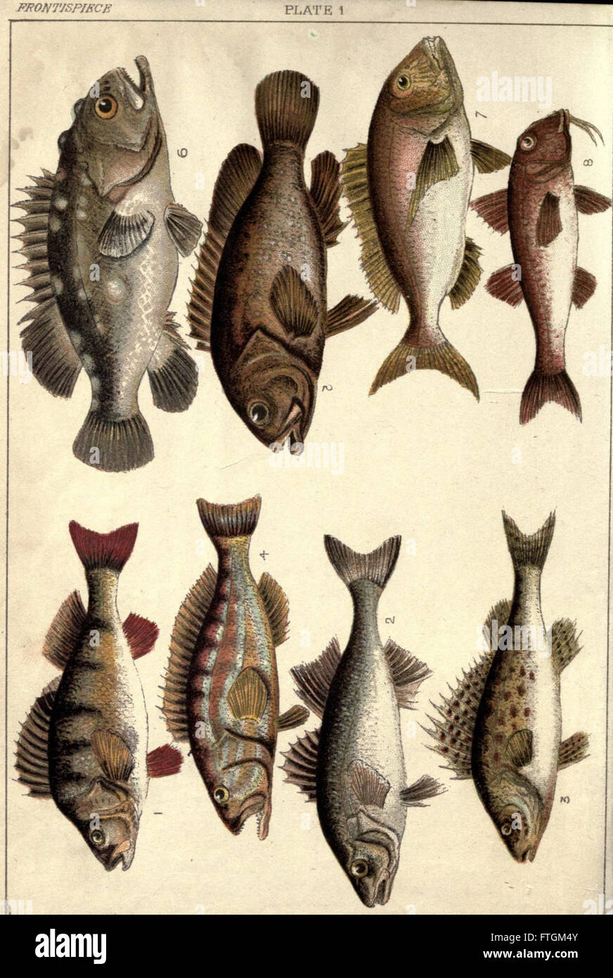 'Our Country's Fishes and How to Know Them' presents visual ...