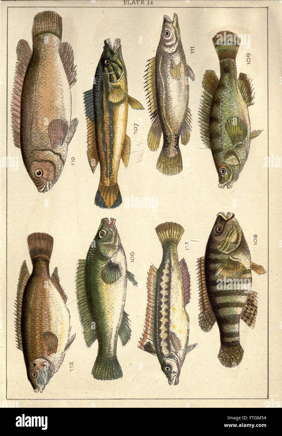Plate 14 from 'Our Country's Fishes and How to Know Them' illustrates ...