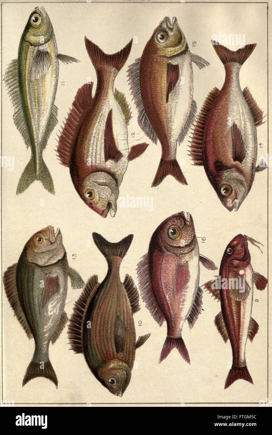 This educational illustration features different fish species native to ...