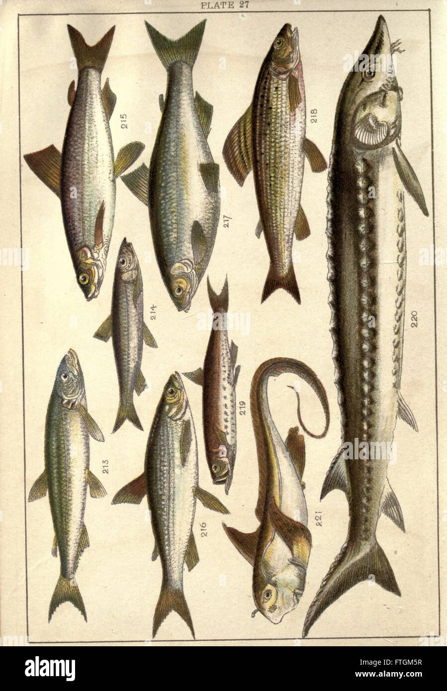 A guide to identifying various fish species native to the country ...