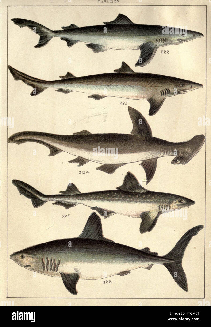 Our country's fishes and how to know them (Plate 28 Stock Photo - Alamy