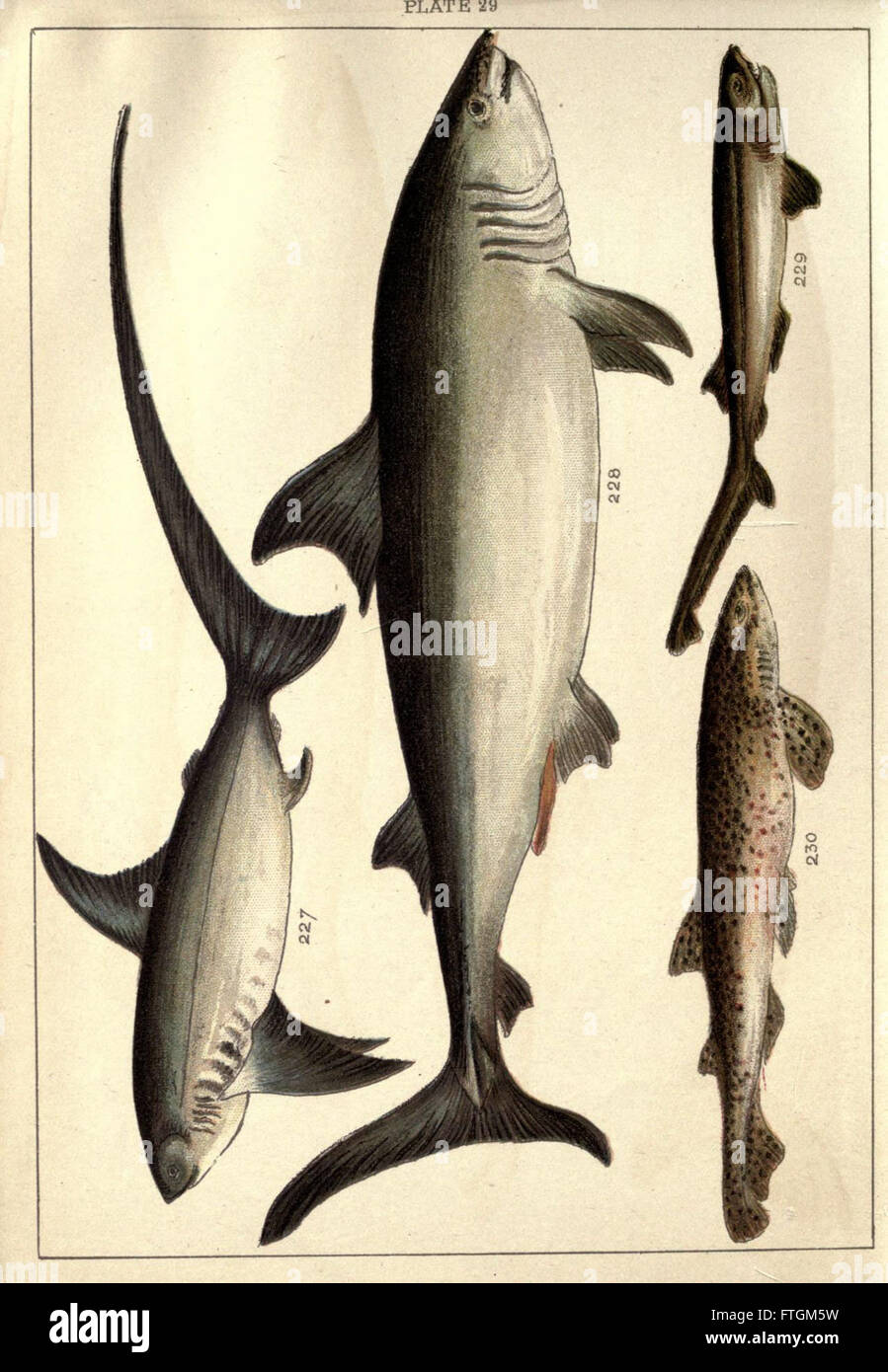 Our country's fishes and how to know them (Plate 29 Stock Photo - Alamy