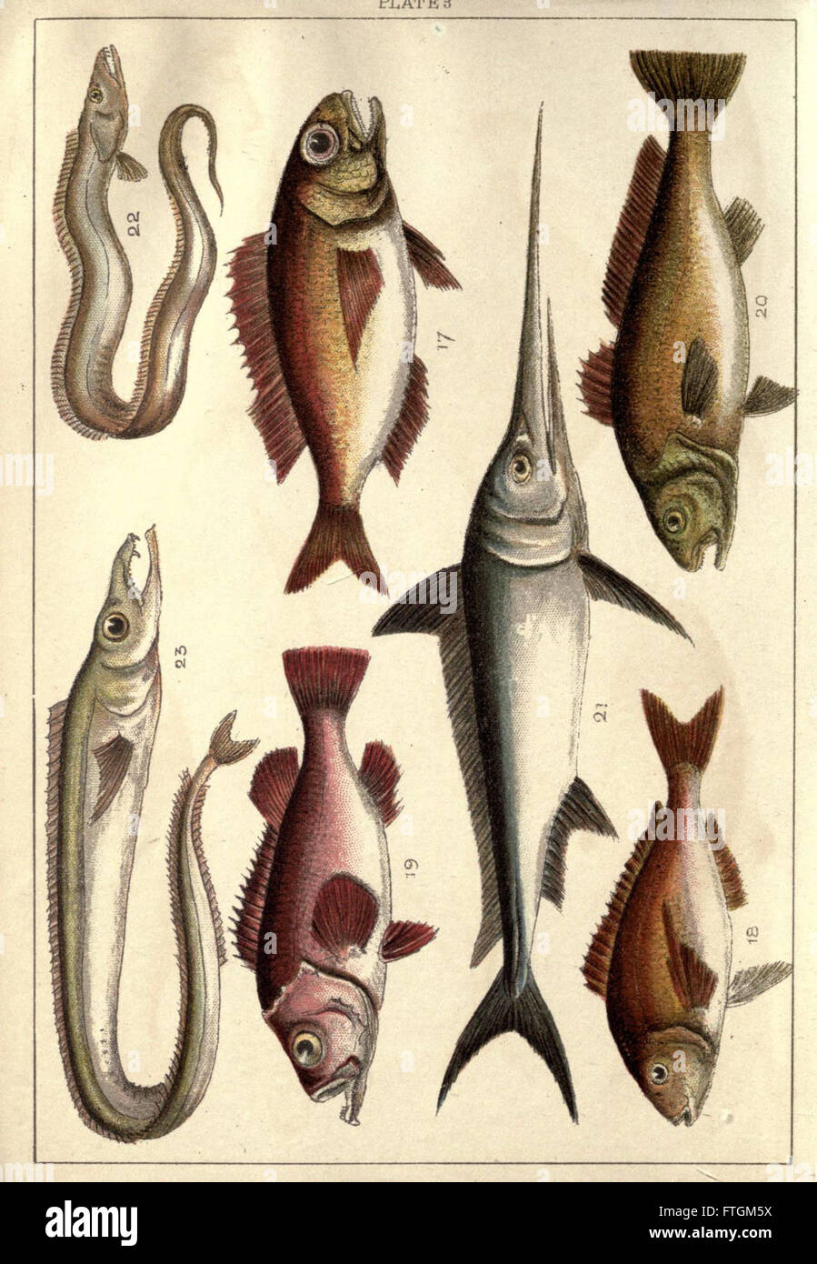 'Our Country's Fishes and How to Know Them' offers a guide to fish ...