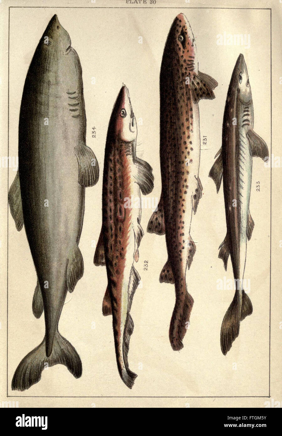 Our country's fishes and how to know them (Plate 30 Stock Photo - Alamy