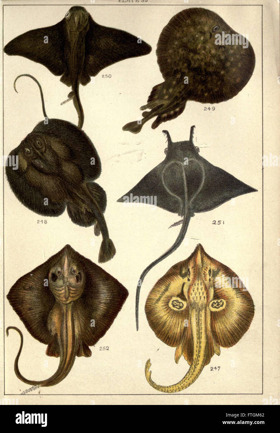 A guide to identifying the various species of fish native to the ...