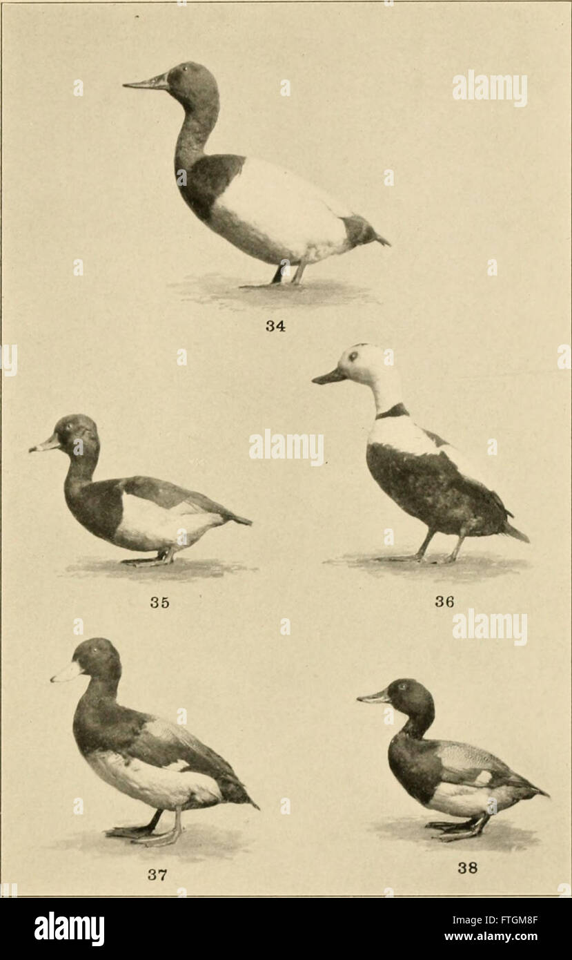 North american game birds hi-res stock photography and images - Alamy