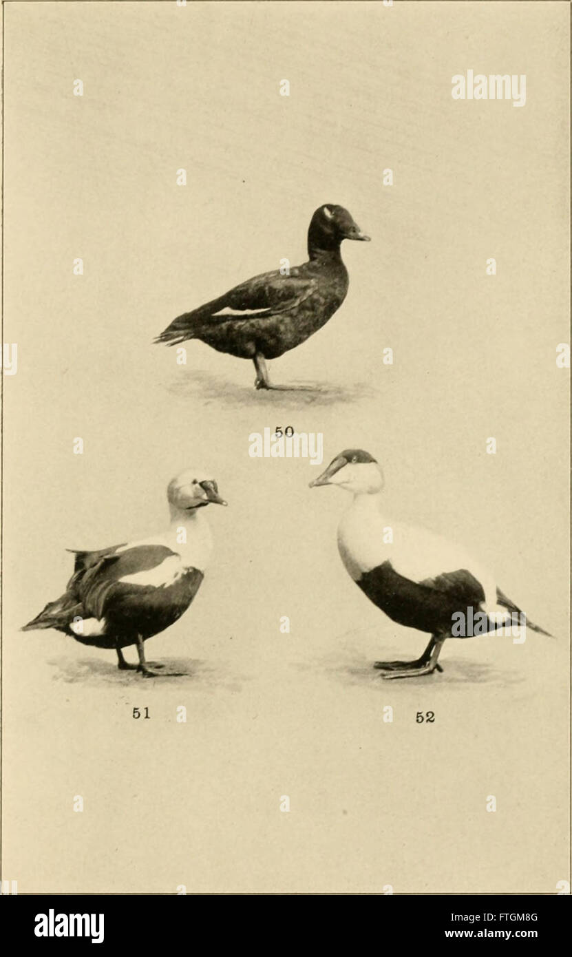 *Our Feathered Game* (1903) provides a comprehensive guide to North ...