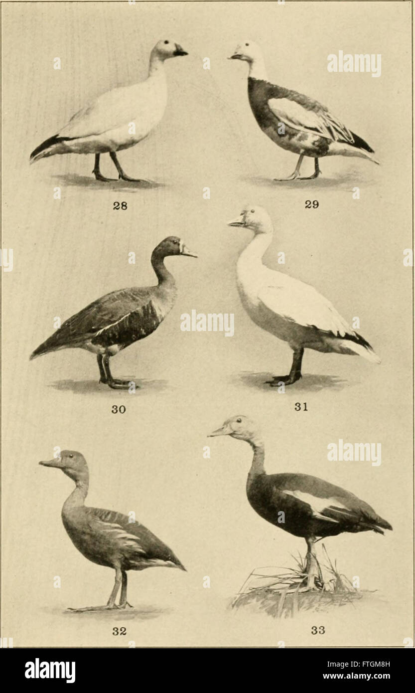 North american game birds hi-res stock photography and images - Alamy