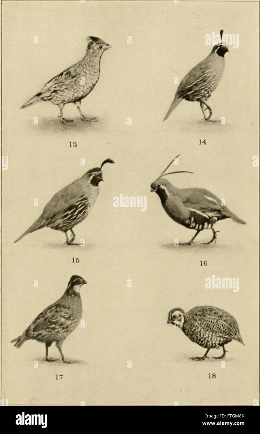 Drawing of the american game birds hi-res stock photography and images ...