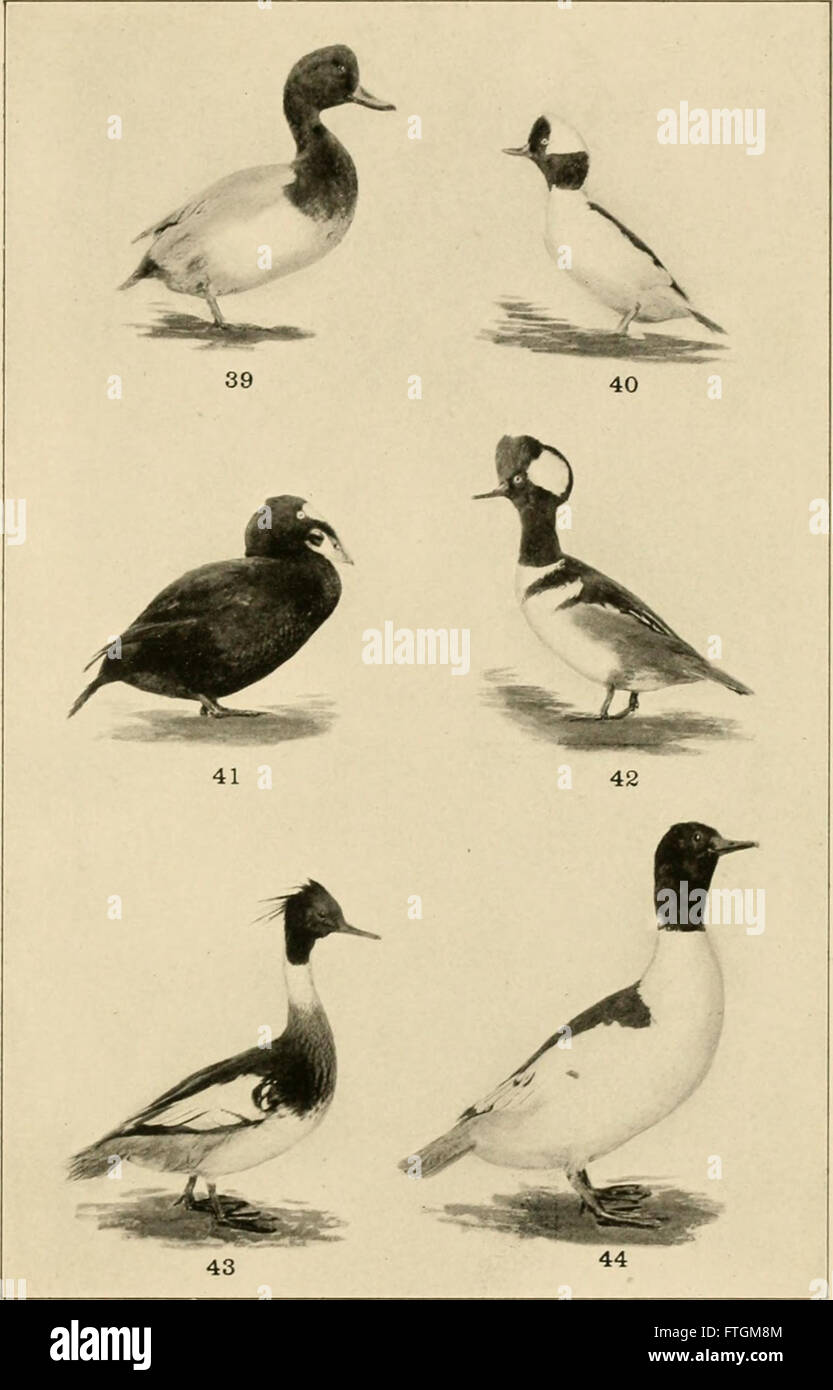 Our feathered game; a handbook of the North American game birds (1903 ...