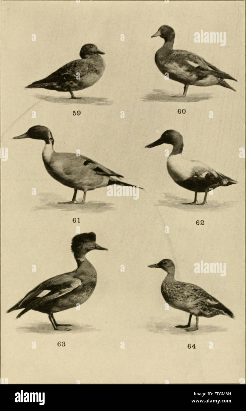 Drawing of the american game birds hi-res stock photography and images ...