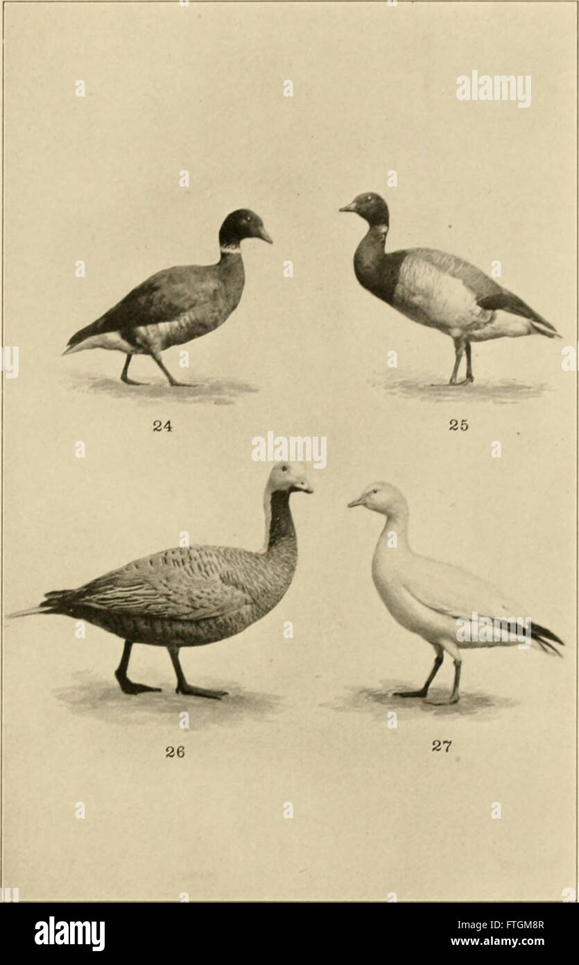 This 1903 handbook provides detailed information on the game birds of ...