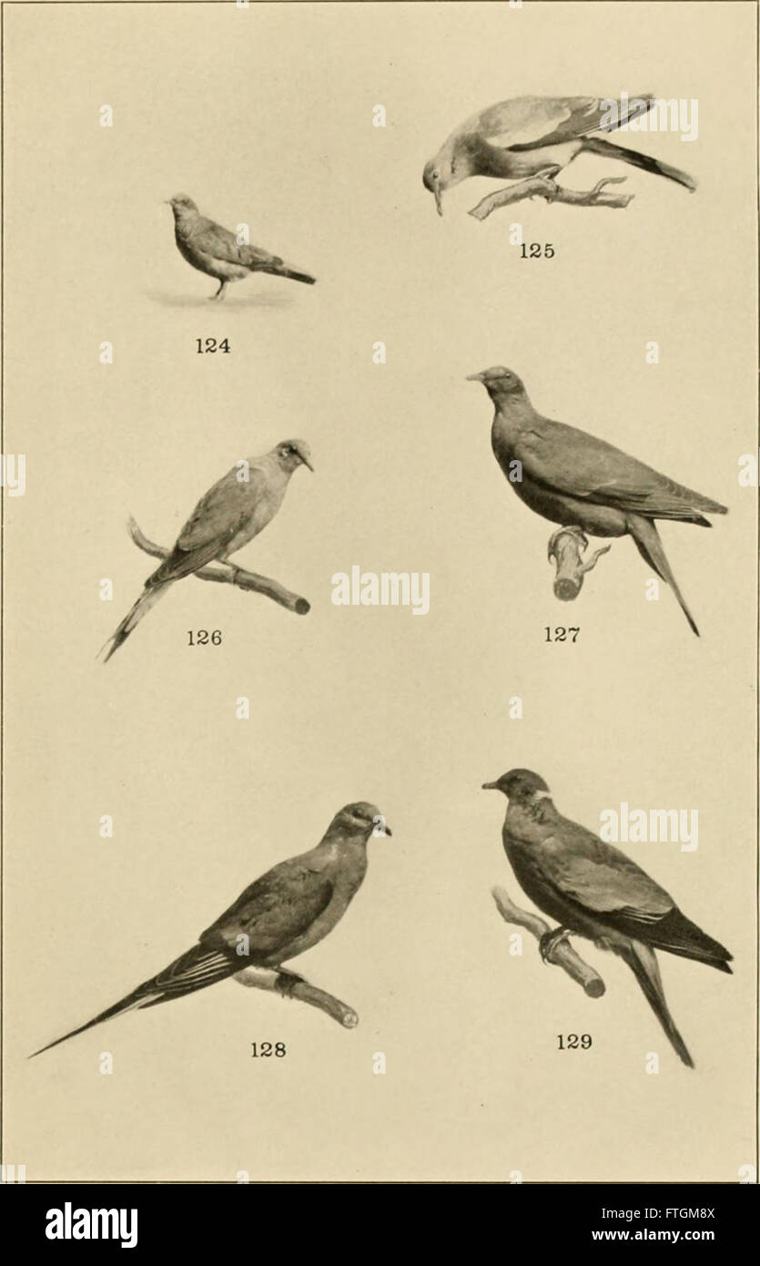 A comprehensive guide to North American game birds from 1903, detailing ...