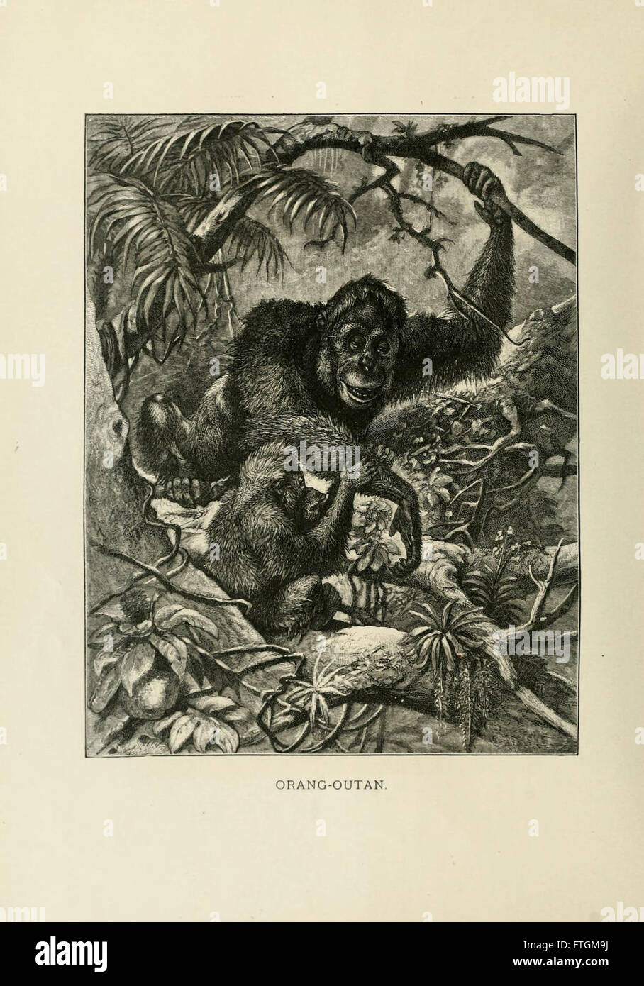 Our living world (Full Page Illustration Stock Photo - Alamy