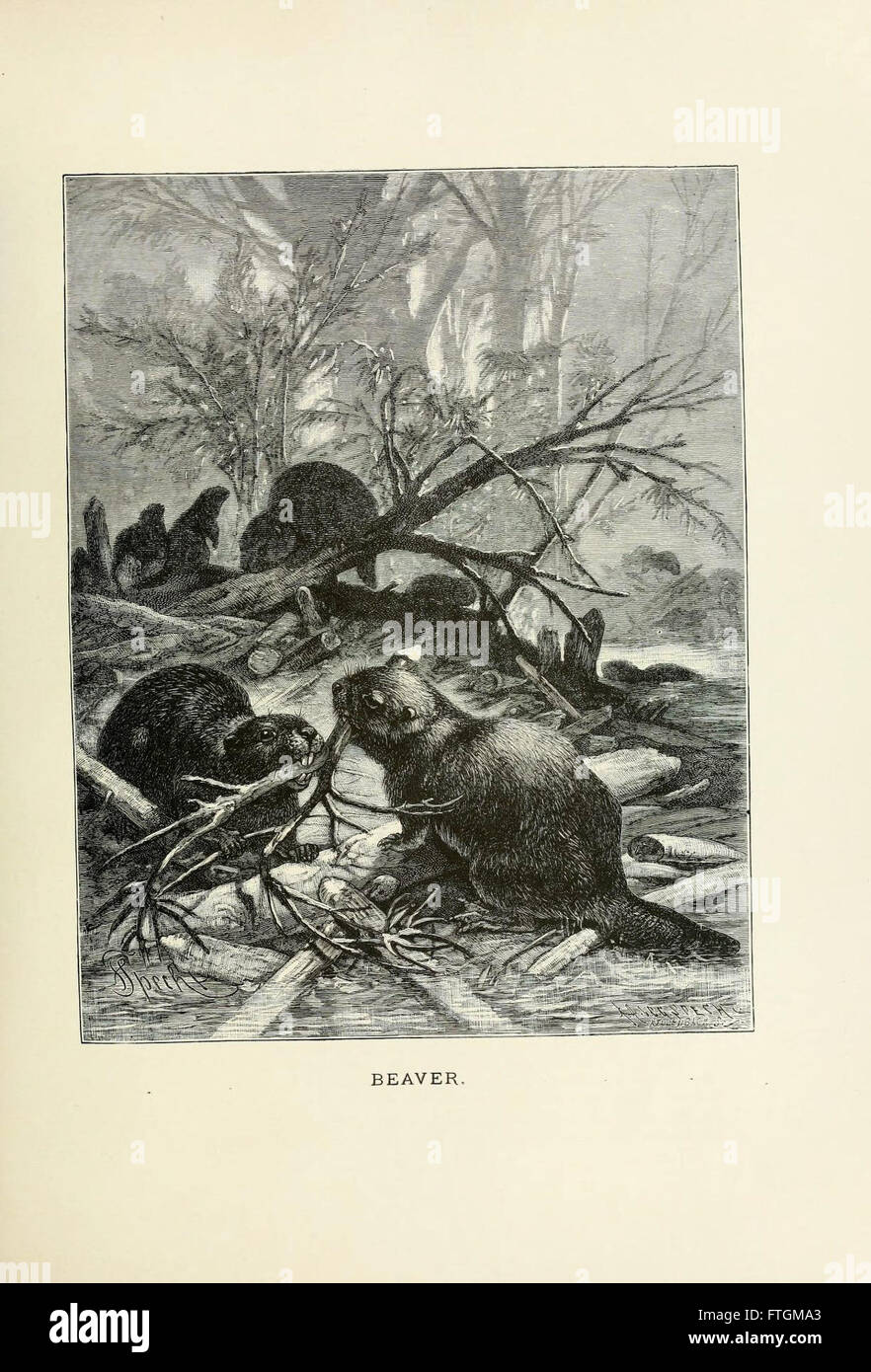 Our living world (Full Page Illustration Stock Photo - Alamy