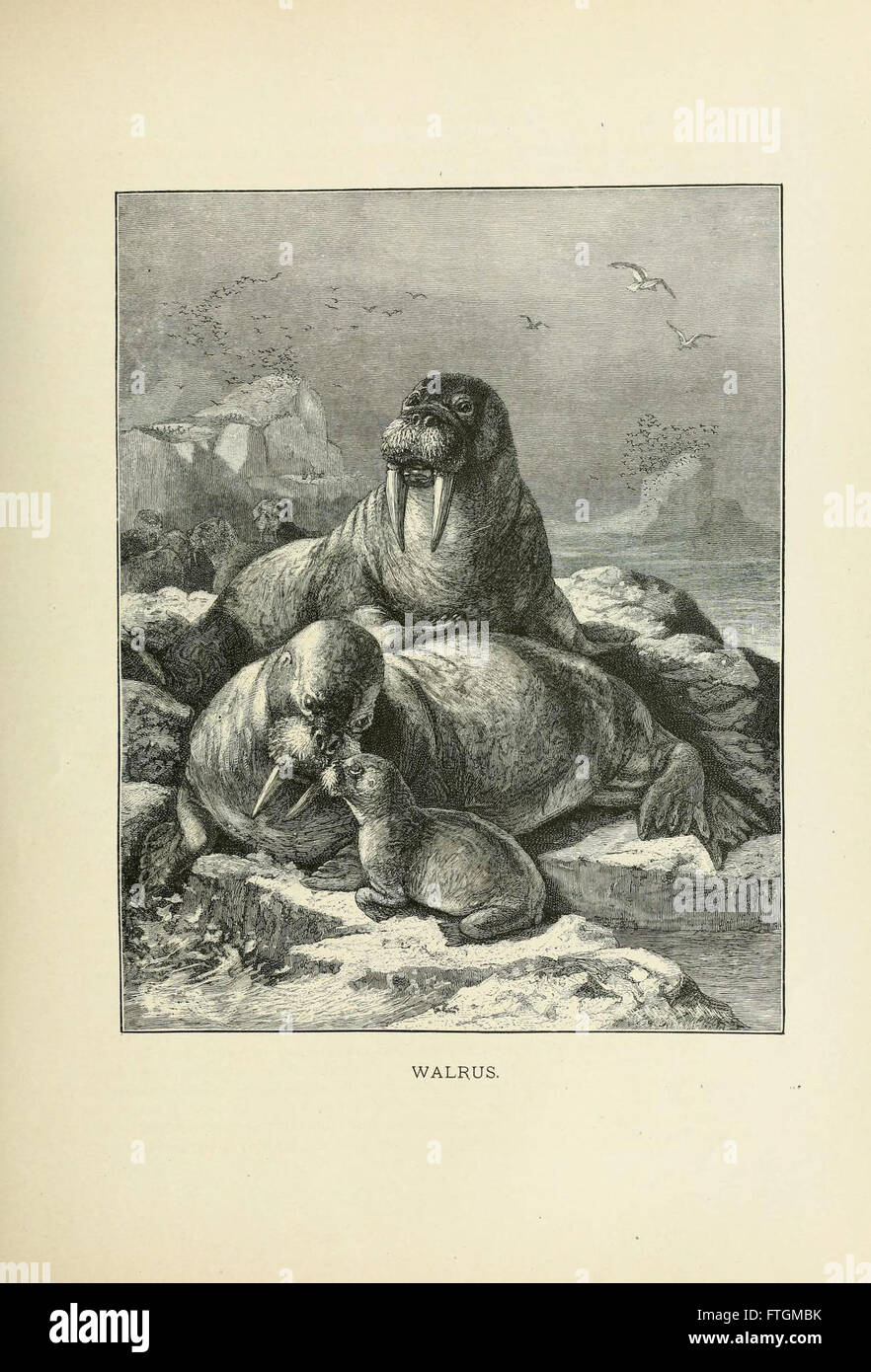 *Our Living World* features a full-page illustration depicting various ...