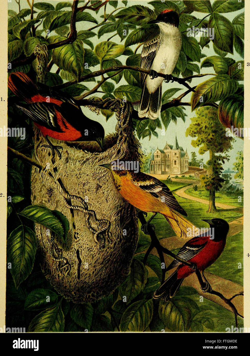 This comprehensive work on North America's native birds details the ...